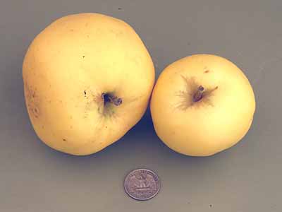 Jubilee apple on whatamieating.com